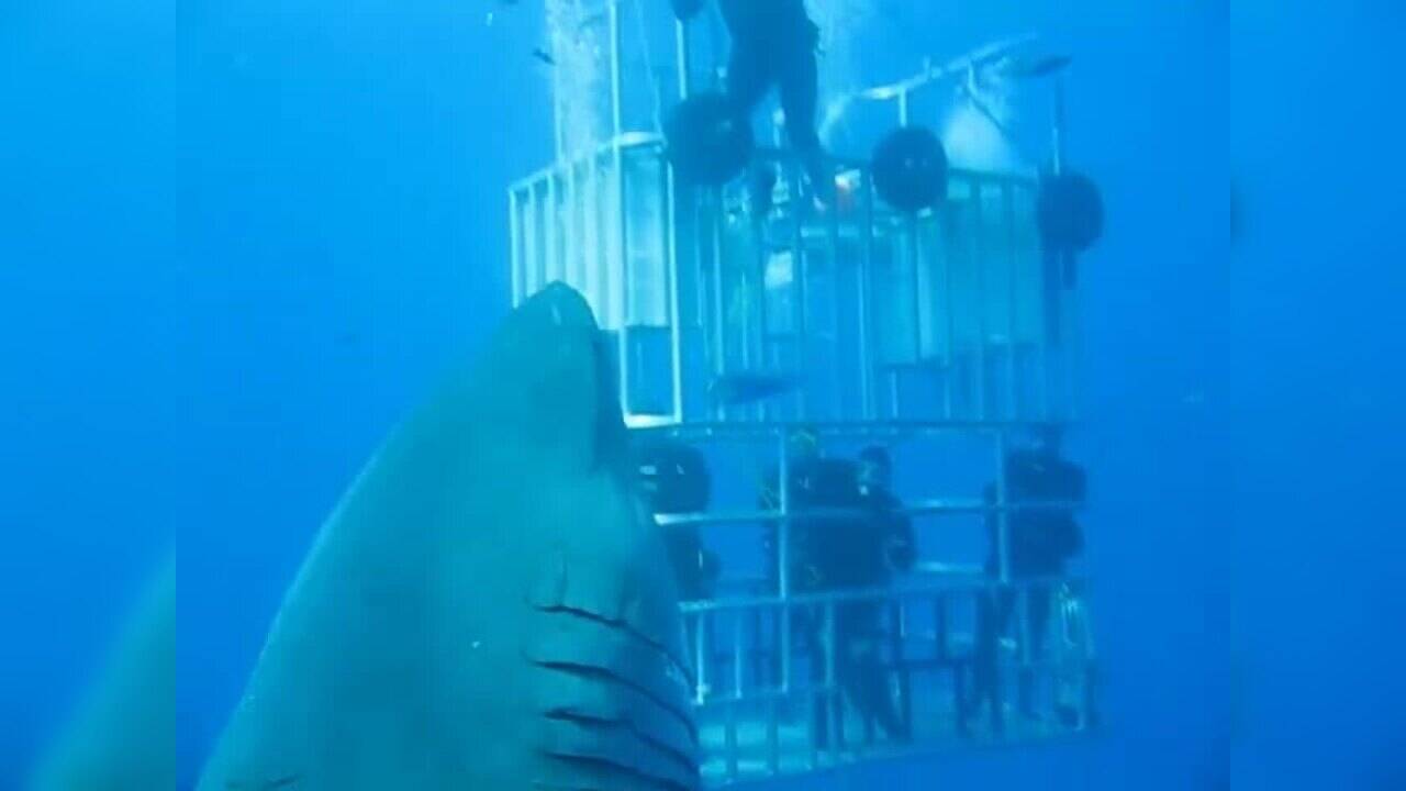 Behold Deep Blue, the Largest Great White Shark Ever Recorded | Times Now