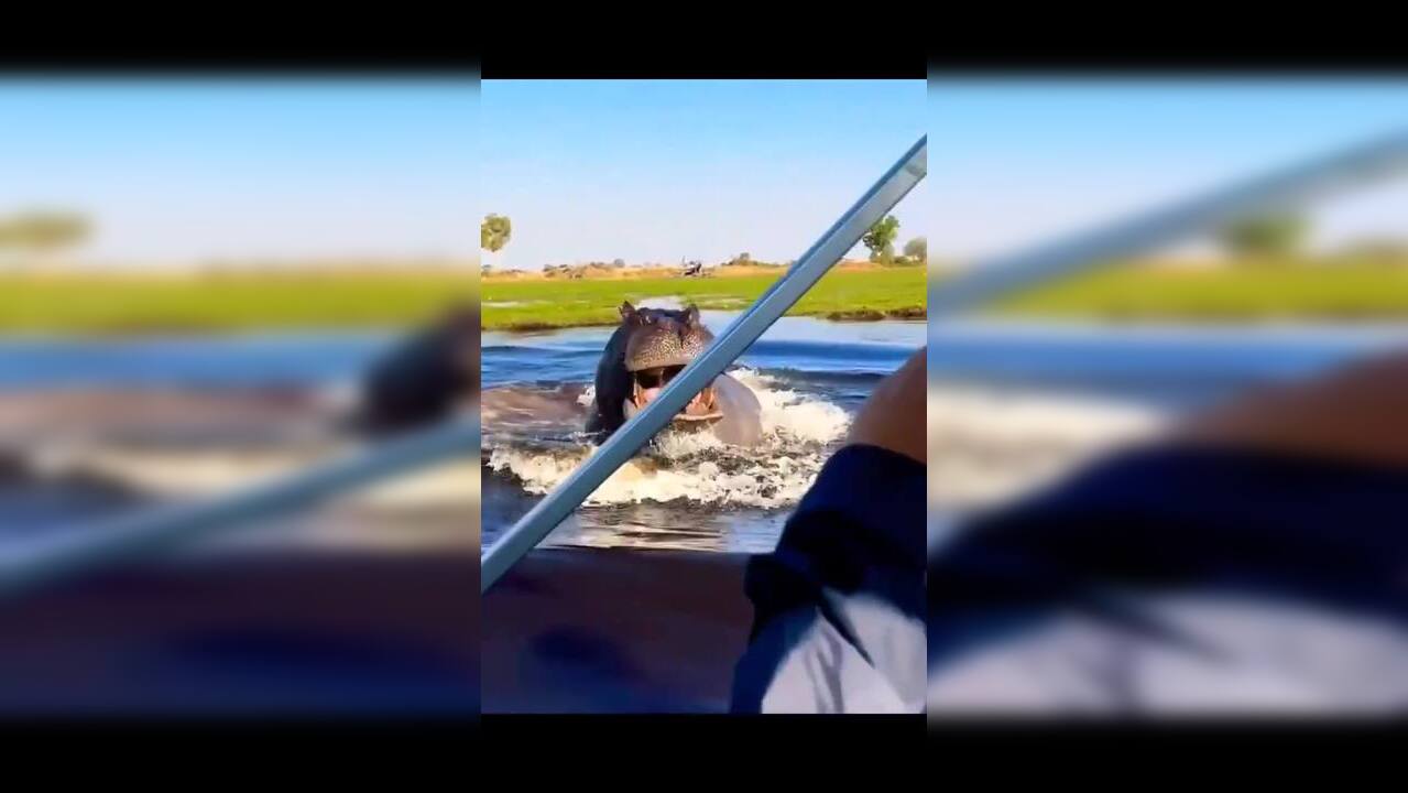 Hippo Nearly Catches Up to Tourist Boat in Viral Chase Video | Times Now