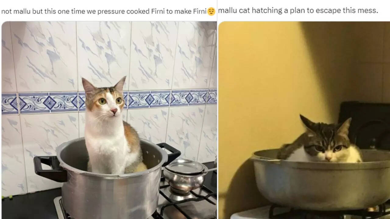 Malayalis Are Having 'Cat Curry For Lunch' After A Bizarre Tweet Goes ...