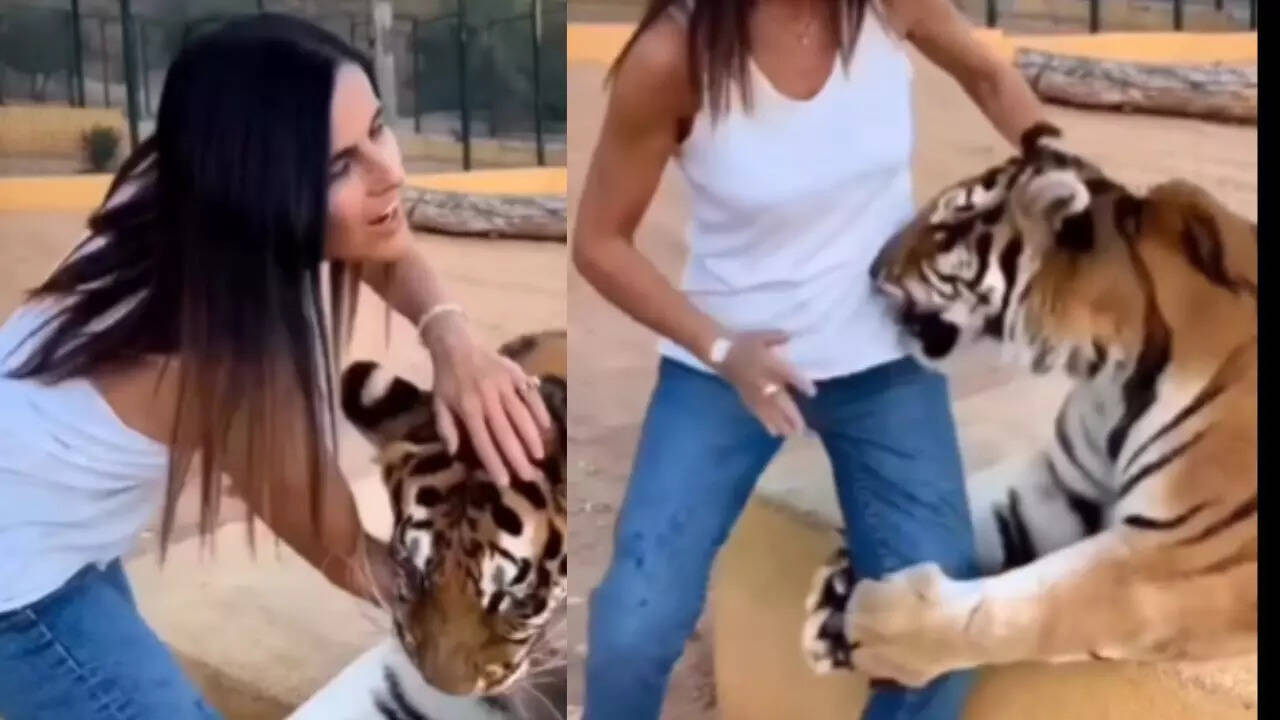 Viral Video | Pet Tiger Aggressively Attacks Woman, Her Struggle To ...