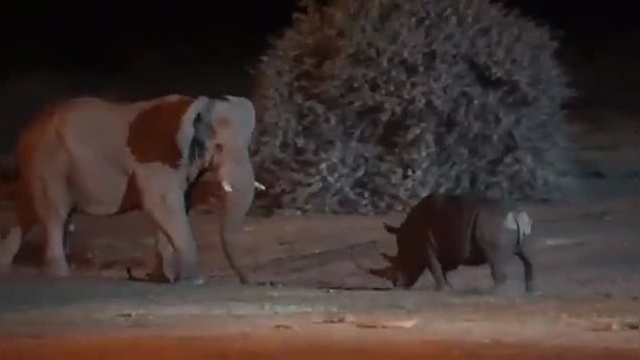 Viral Video Shows Intense Fight Between Elephant And Rhino, Netizens ...