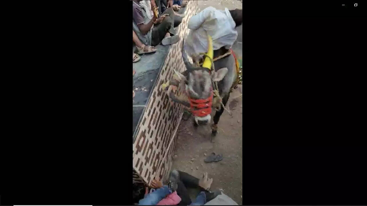 Caught On Cam: Dozens Injured After Being Trampled by Bulls During Kari ...