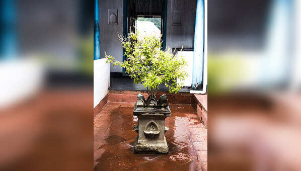Plants and Trees Considered Sacred and Worshipped in Hinduism ...