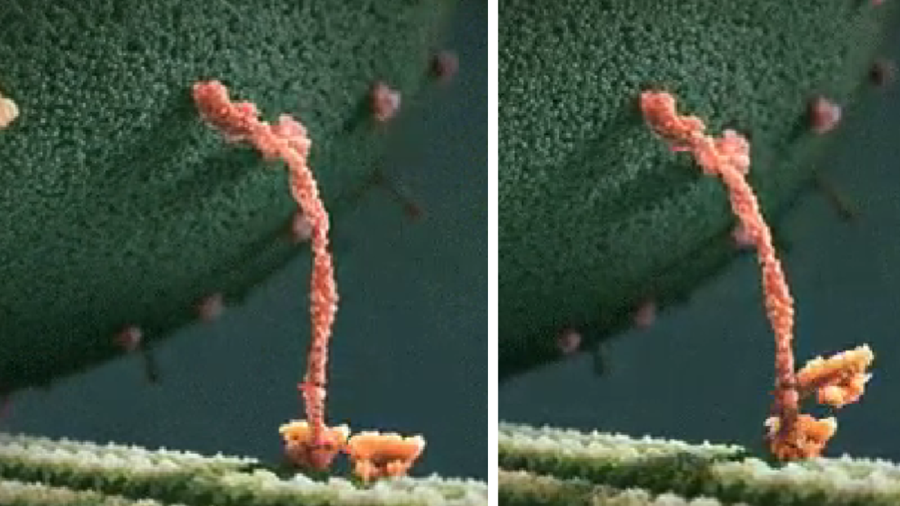 This Animation Showing 'What Happiness Looks Like' Has Trended Since ...