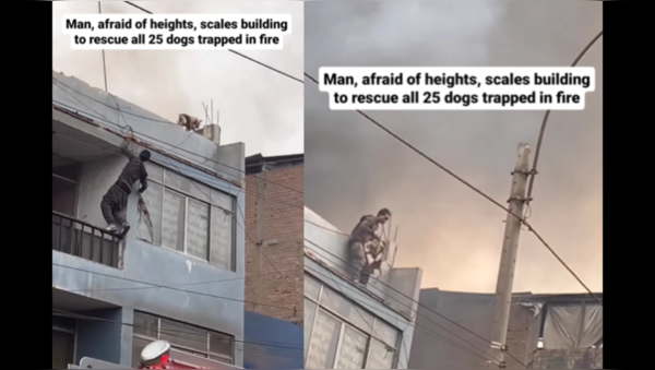 Man Scared Of Heights Scales Burning Building To Save 25 Dogs In ...