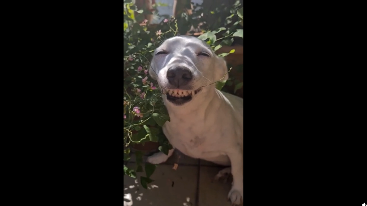 Funny Or Creepy? Video Of Dog Showing Its Teeth And Smiling At Camera ...