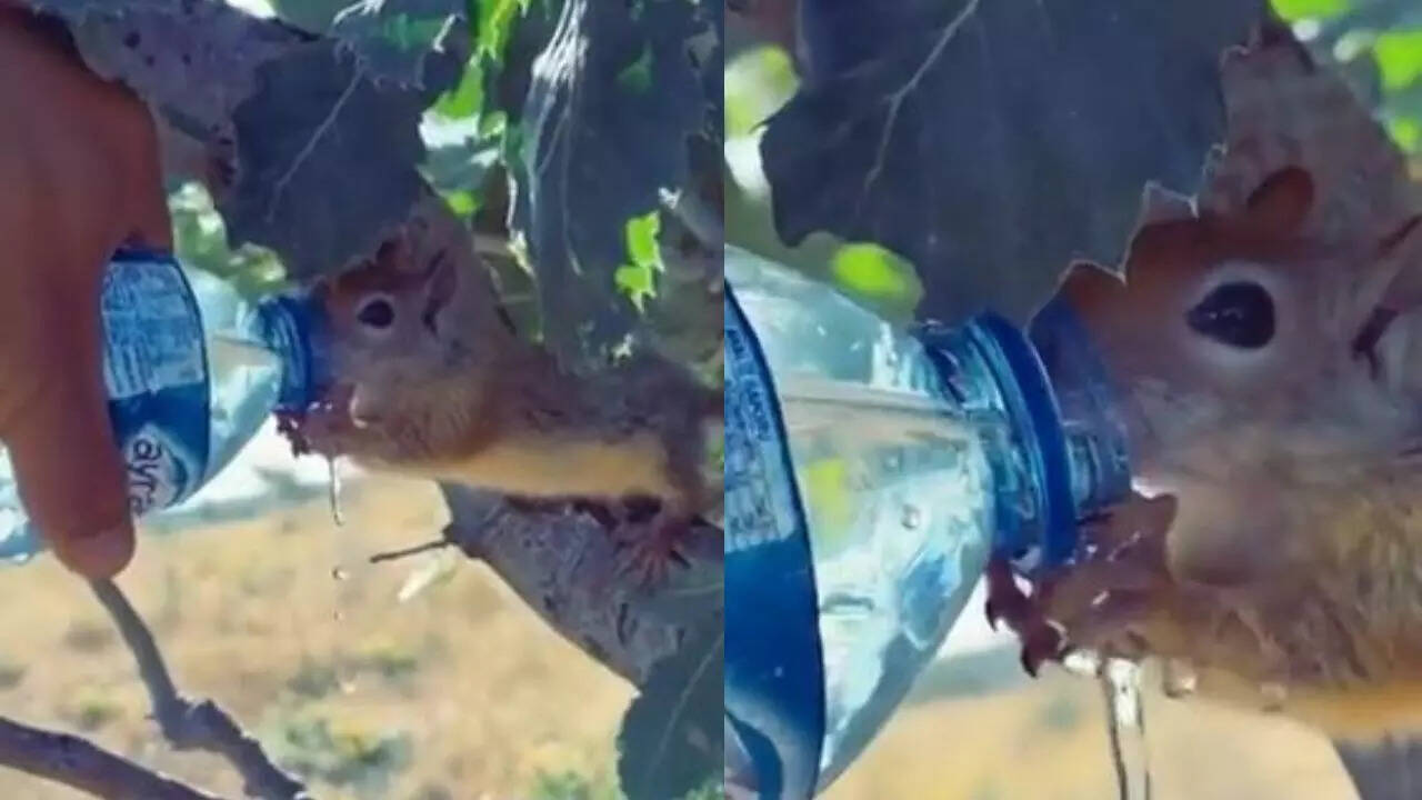 Viral Video | Thirsty Squirrel Demanding Water From Man Wins Many ...
