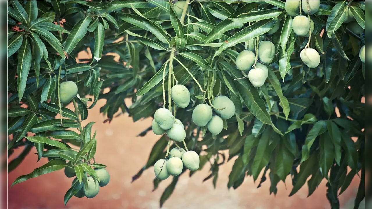 Bihar Man Grows Unique Variety Of Mango That Is Enough For A Whole ...