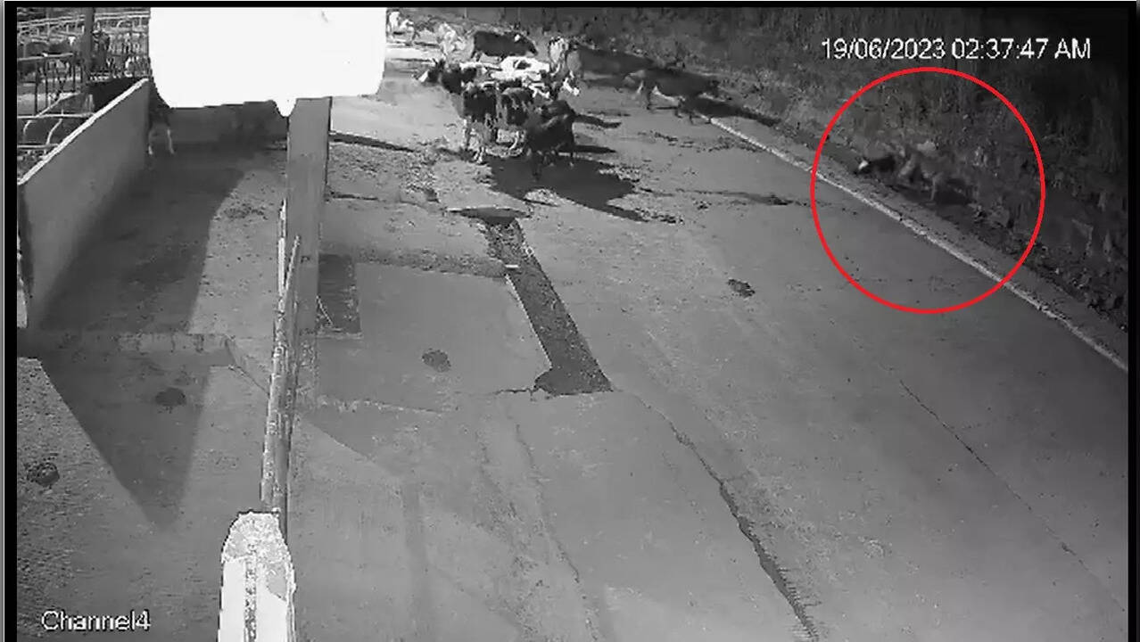 Cow Herd Chases Tiger After Getting Attacked In Bhopal Farm, Video Goes ...