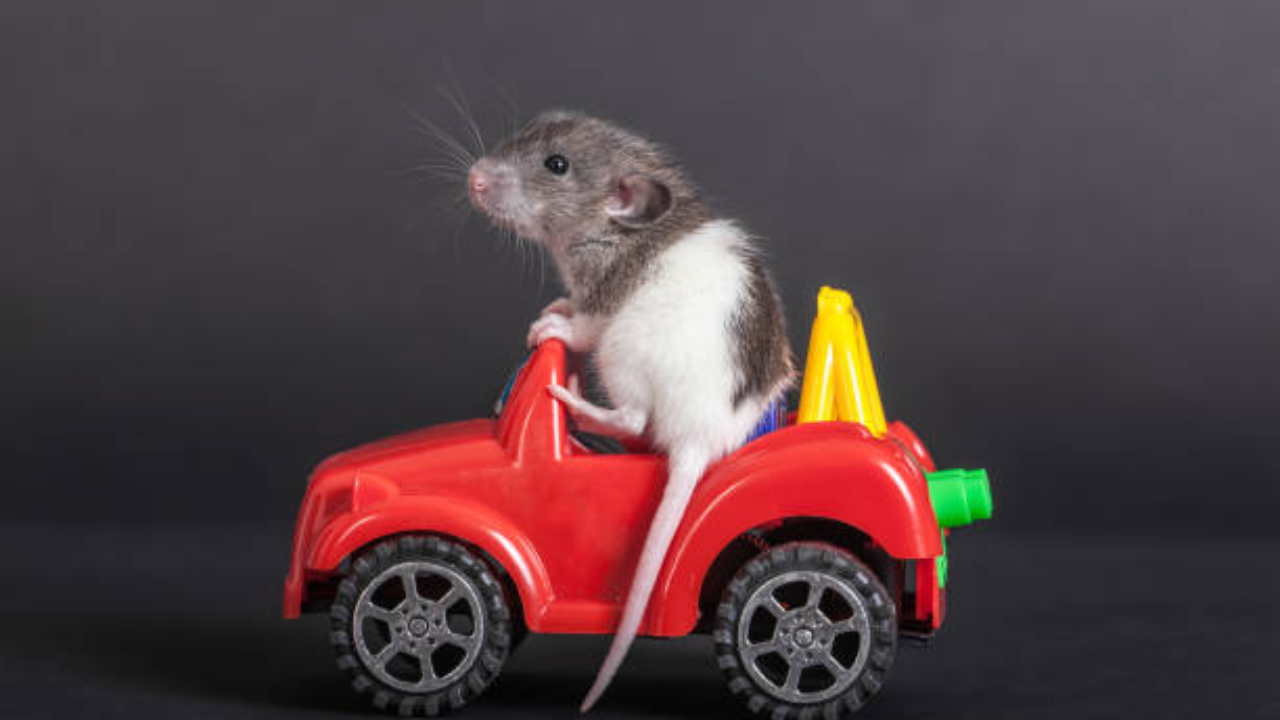 5 Know-How Tips To Keep Rodents Away From Cars During Monsoons ...
