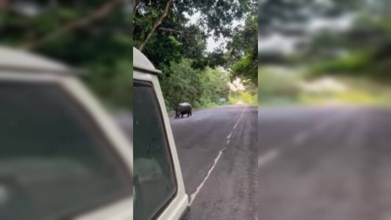 Assam Rhino Crossing Nh37 At Kaziranga National Park Watch