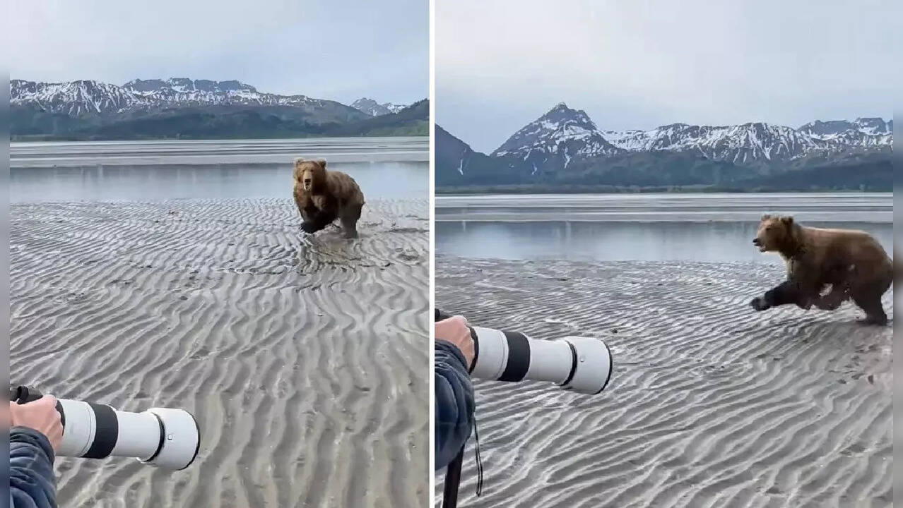 Wildlife Photographers Fend Off Big Bear Charging Towards Them By ...
