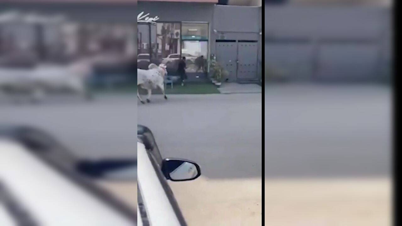 Viral Video: Escaped Bull Enters Karachi Restaurant Famous for Beef ...