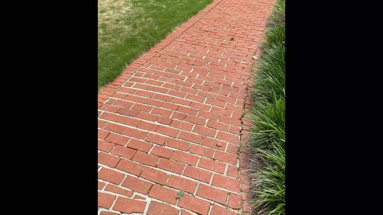 Optical Illusion: Challenge Yourself To Find The Hidden Turtle In The ...