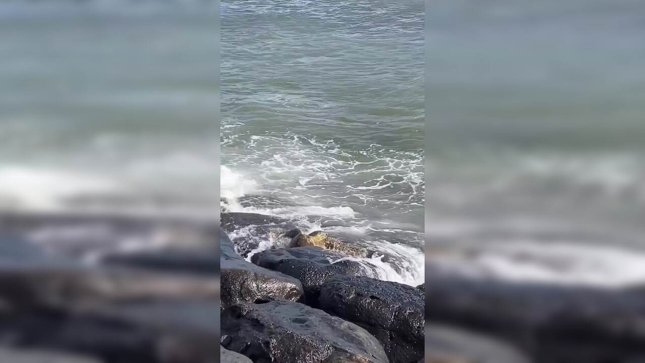 Video: Rescuer Heroically Saves Sea Turtle Stuck Between Rocks | Times Now