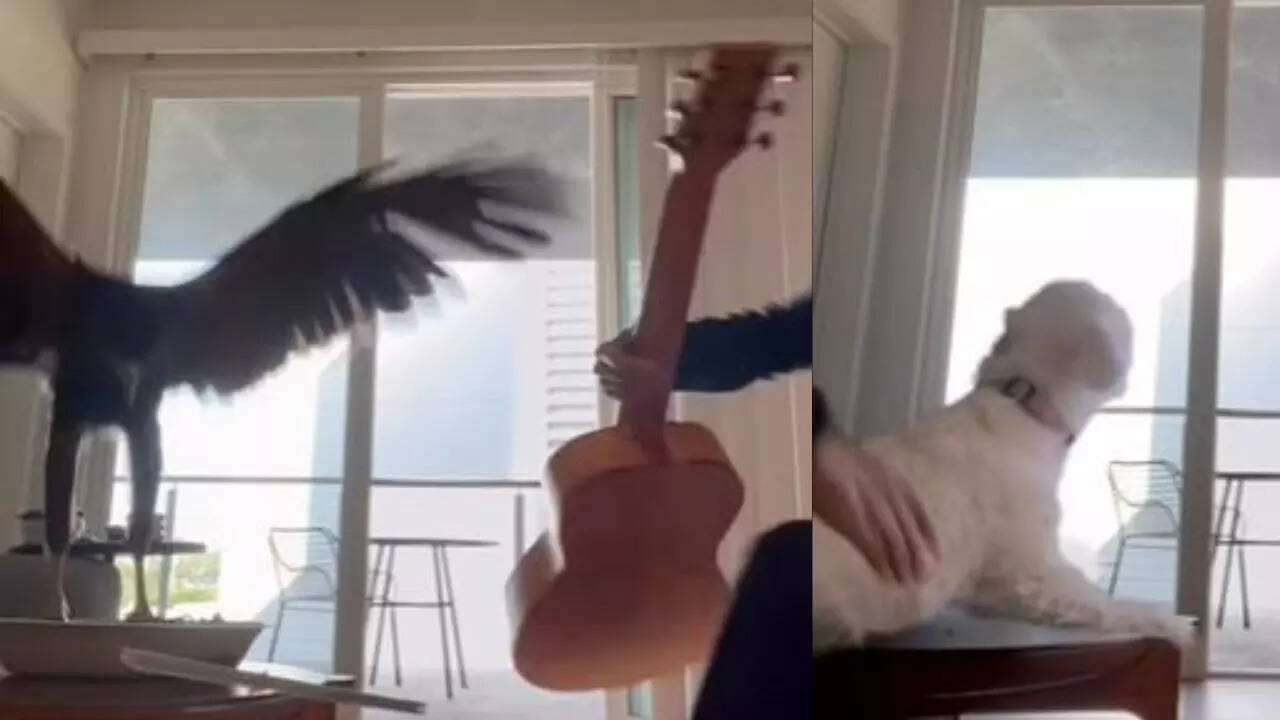 'Hawkward Situation': Brave Dog Tries To Save Frightened Owner After ...