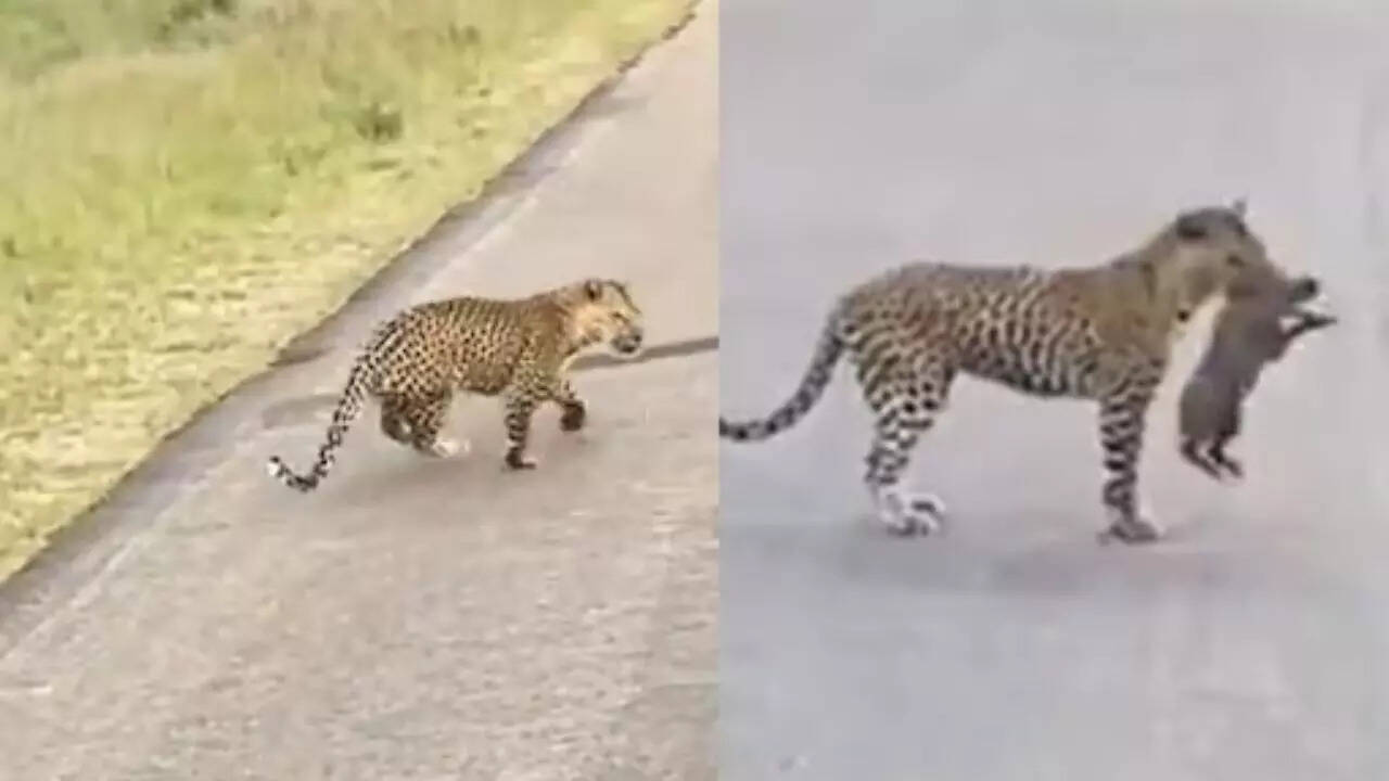 Viral Video Shows Greedy Leopard's Lesson in Failed Hunting Attempt ...