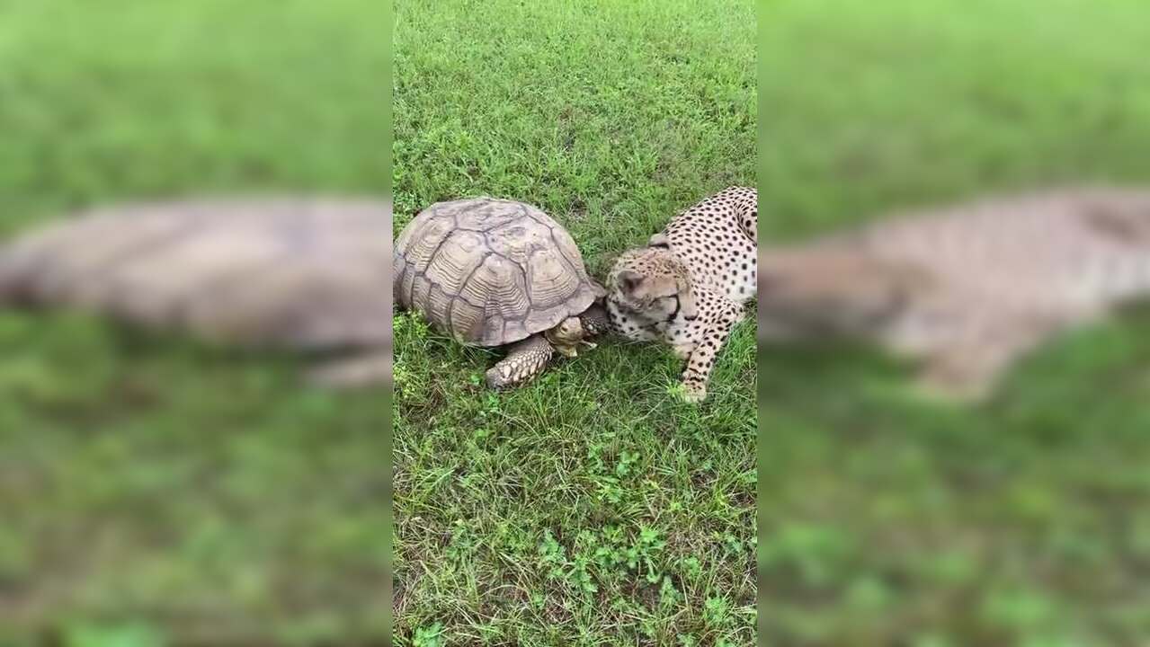 Cheetah and Tortoise: The Unlikely Friendship That Broke the Internet ...