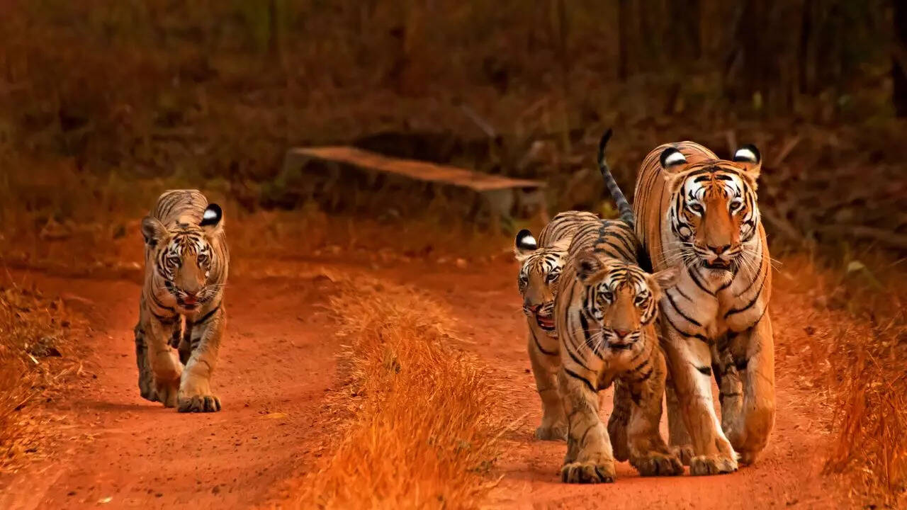 Complete Tiger Family, Including Father, Goes Viral in Never-Before ...