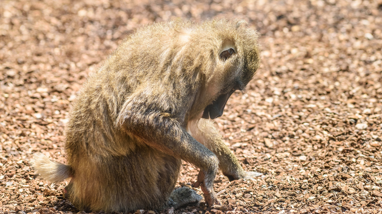 Video of Drill Monkey Eating Her Own Baby’s Dead Body is A World First ...