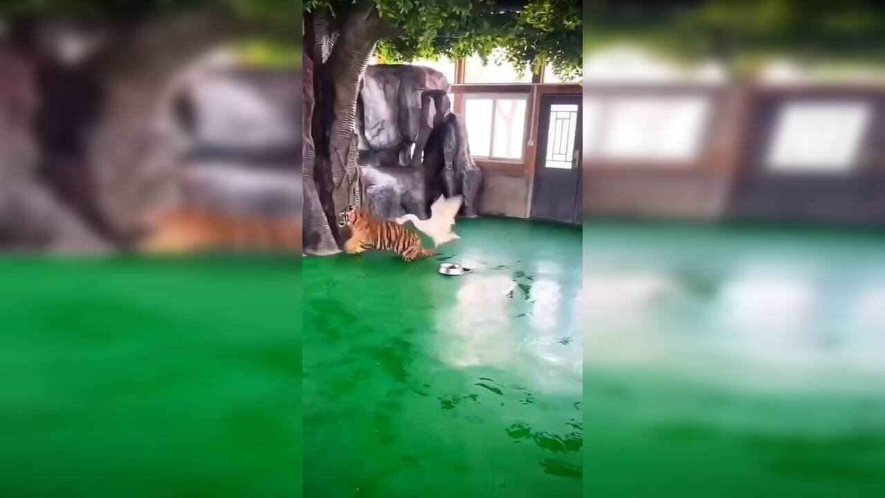 Brave Goose Chases Away Tiger in Viral Video, Netizens Stunned | Times Now