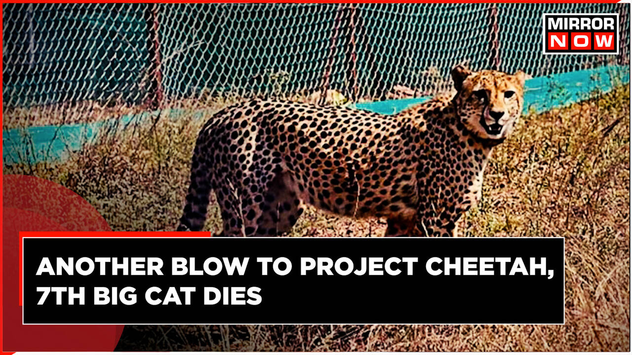Big Blow To Project Cheetah: One More Big Cat, Tejas, Dies At Kuno ...