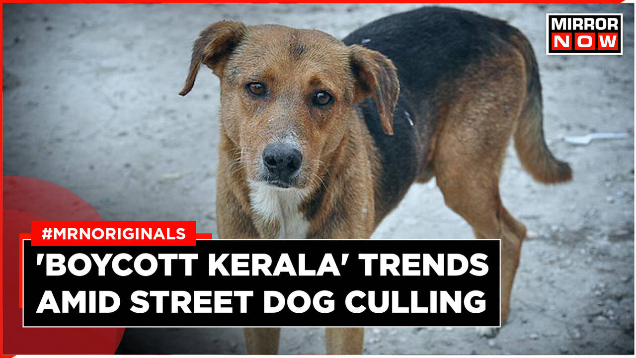 Activists and Animal Lovers Protest Against Kerala Govt As Culling Of ...