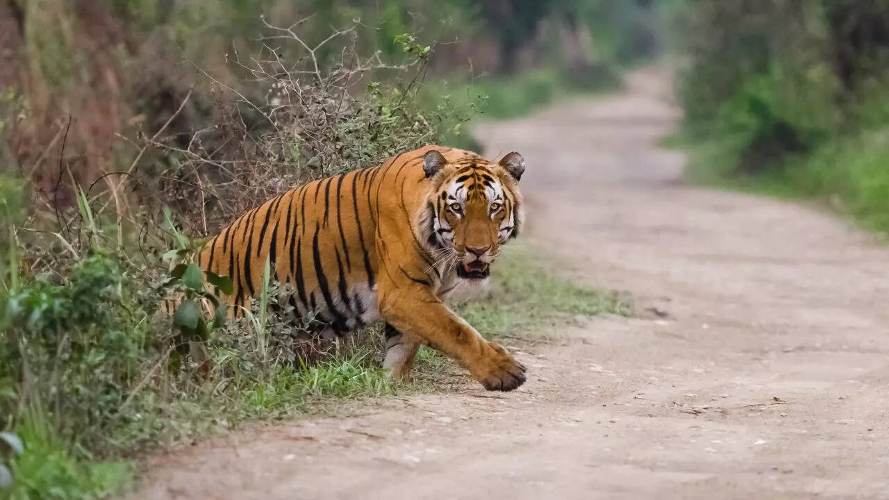 Viral Video: Tiger Walks Past UP Farmer Ploughing His Field in Pilibhit ...