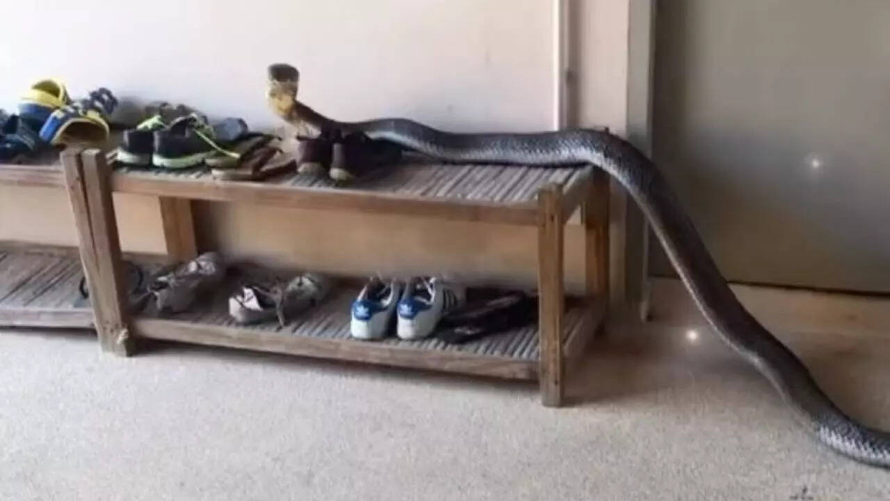 Giant Snake Slithers And Hides On Top Of Shoe Rack, Viral Video Stuns ...