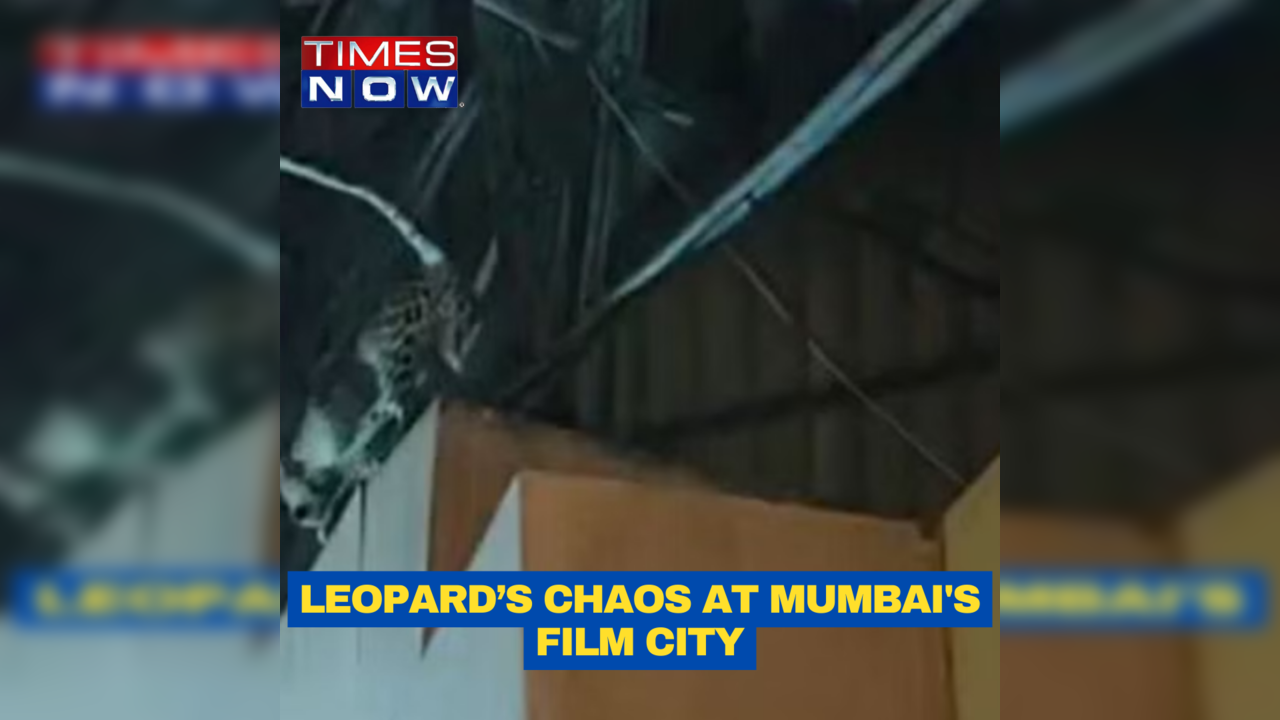 Wild Leopard Causes Panic on Serial Set in Goregaon#shorts