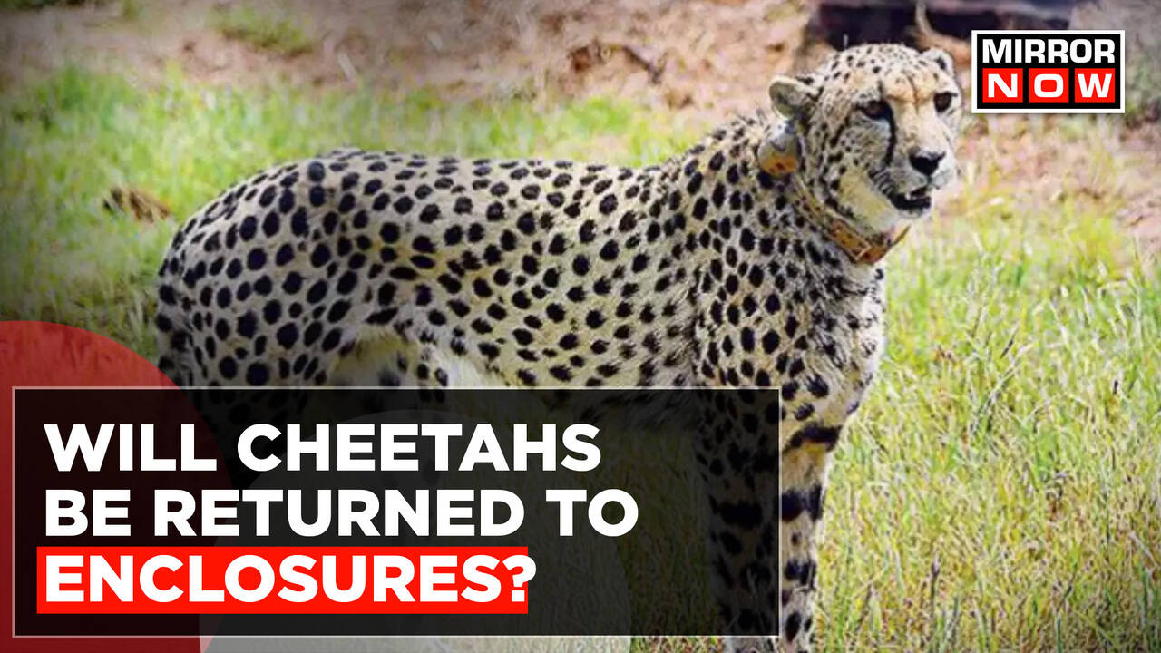 Cheetah Deaths | Officials Mull Drone Monitoring; Will Big Cats Be ...