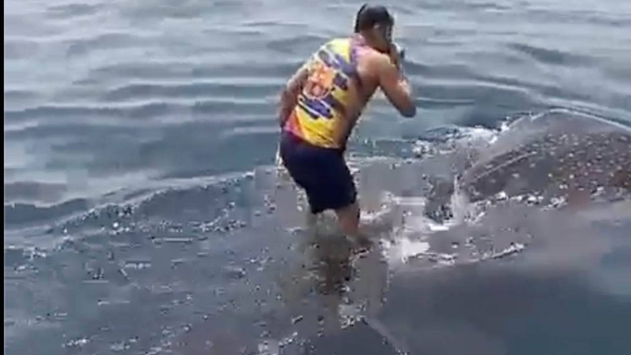 Iran Man Rides A Whale Shark in Viral Video | Times Now