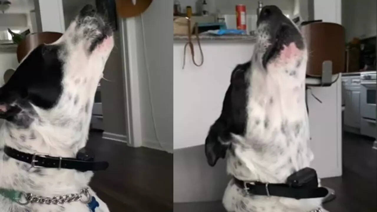 Dog Starts 'Singing' After Watching Opera In Shocking Viral Video ...
