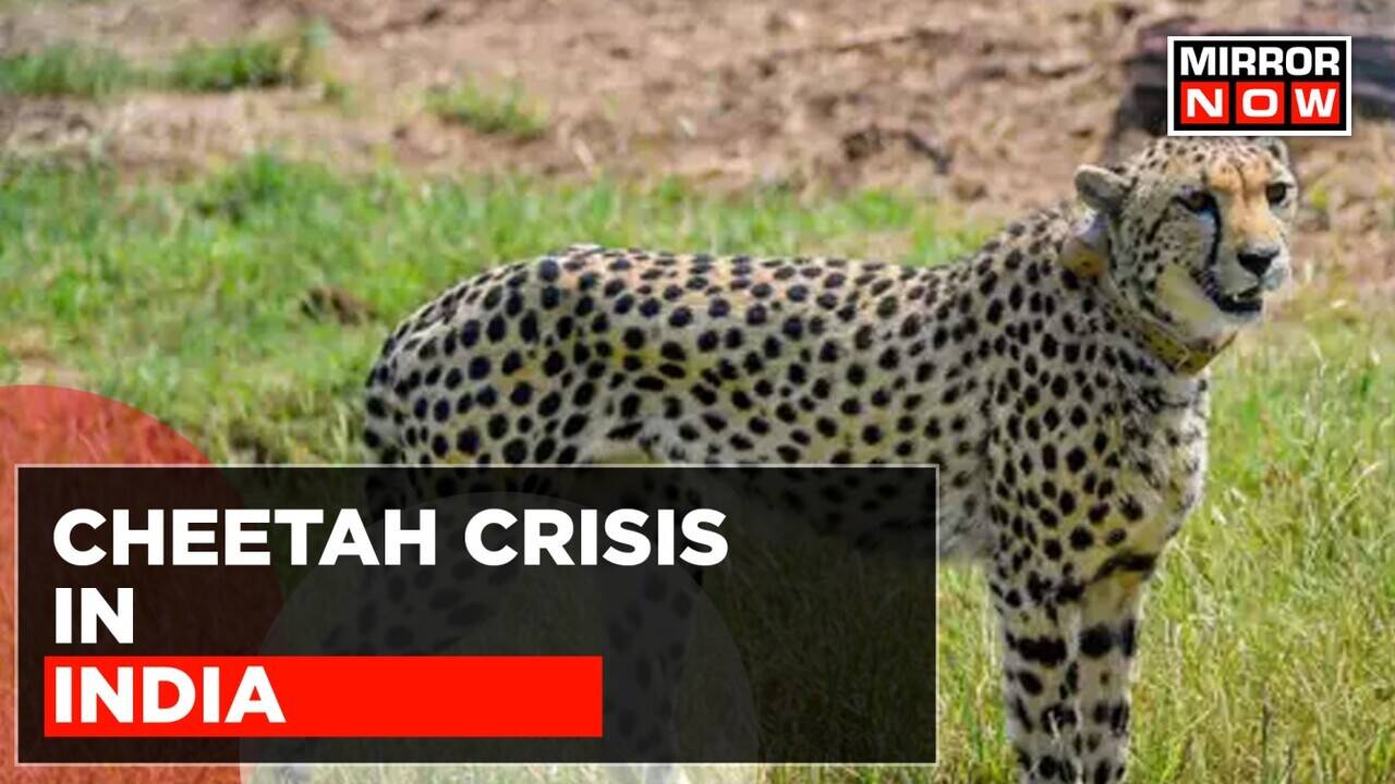 8 Cheetah Deaths In A Year, Supreme Court Steps In | Latest Updates ...