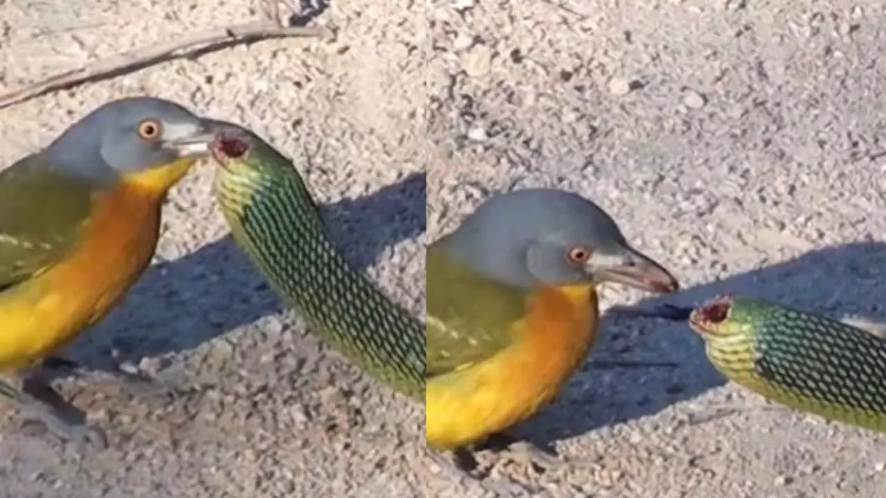Viral Video | Bird Brutally Rips Out Snake's Eye, Clip Garners Over 25. ...