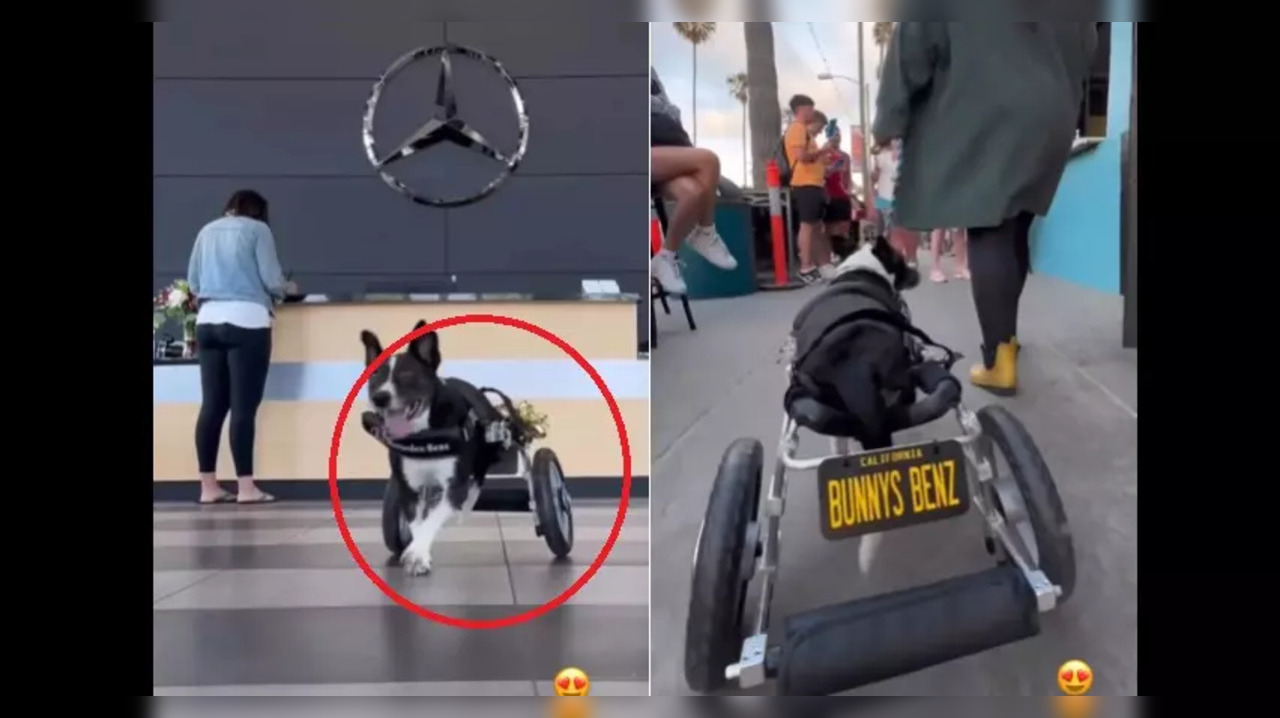 Mercedes-Benz's Personalized Wheelchair For Crippled Dog "Bunny" Wins ...