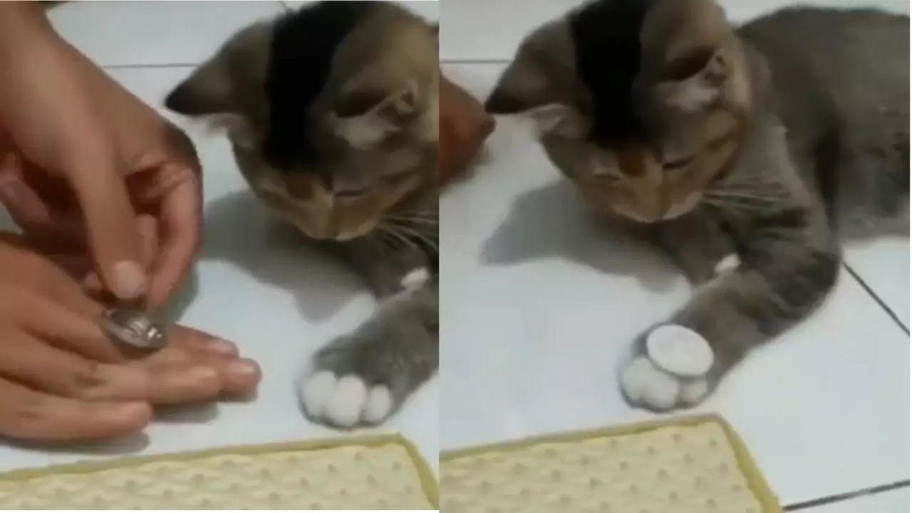 Viral Video: Cat Masters the Coin Trick in a Flash | Watch | Viral News ...