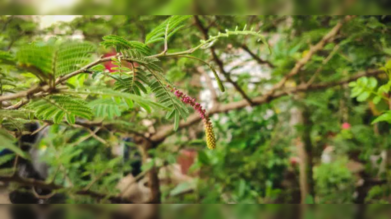 Astro Tips: Planting This Miraculous Plant in the Month of Sawan ...