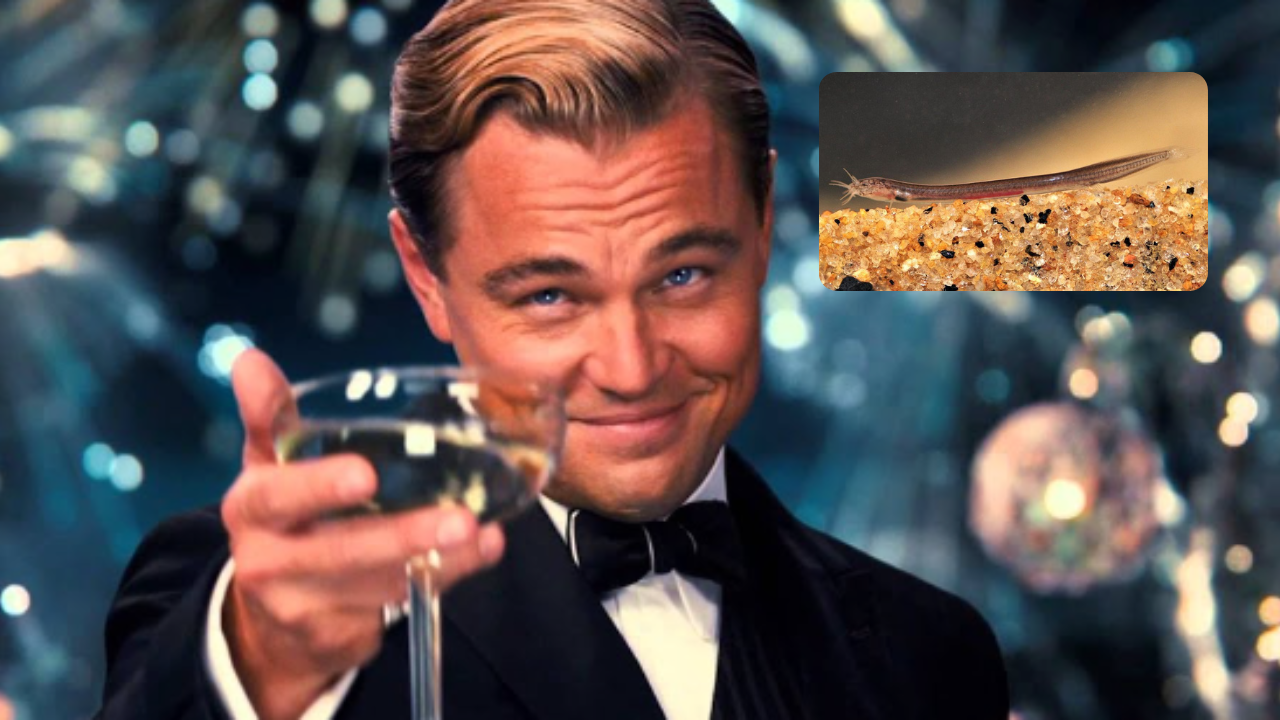 Leonardo DiCaprio Praises Indian Man For Discovering New Fish Species | Entertainment News ...
