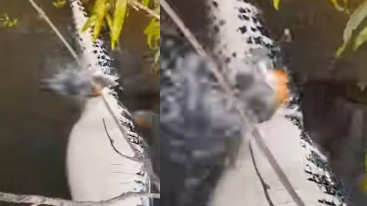 Dangerous Tiny Fish Rips Apart Crocodile's Tail In Shocking Viral Video ...