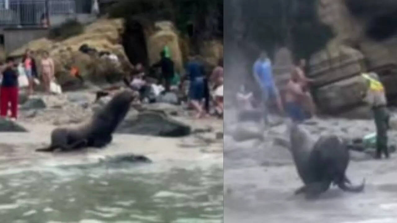 Viral Video: Sea Lions Charge At Beach Goers In Terrifying Clip | Times Now