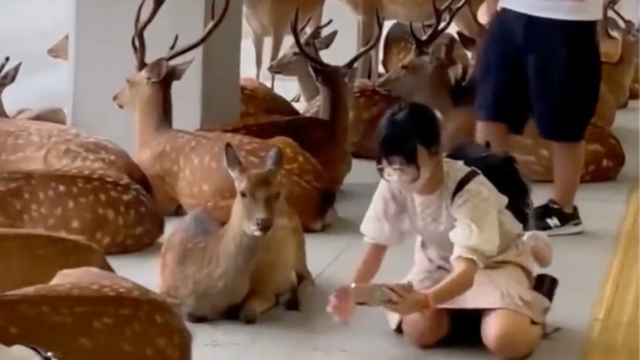 Viral Video: Rain Brings Out The Best of Deer-Human Harmony in Japan ...
