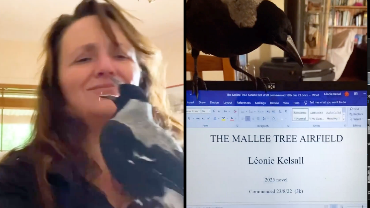 Viral Video: Wild Magpie Becomes ‘Major Character’ of Book After ...