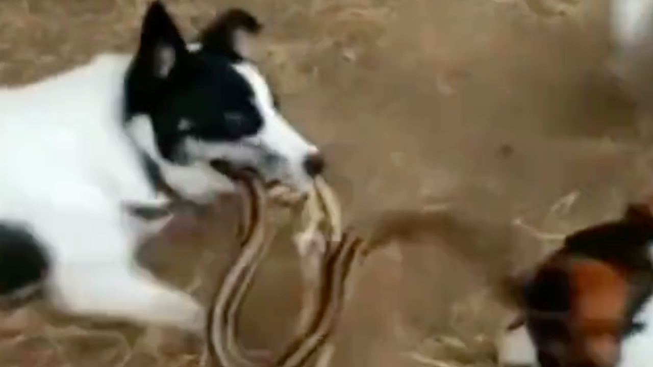 Viral Video: 3 Dogs Play ‘Tug of War’ With Snake | Times Now