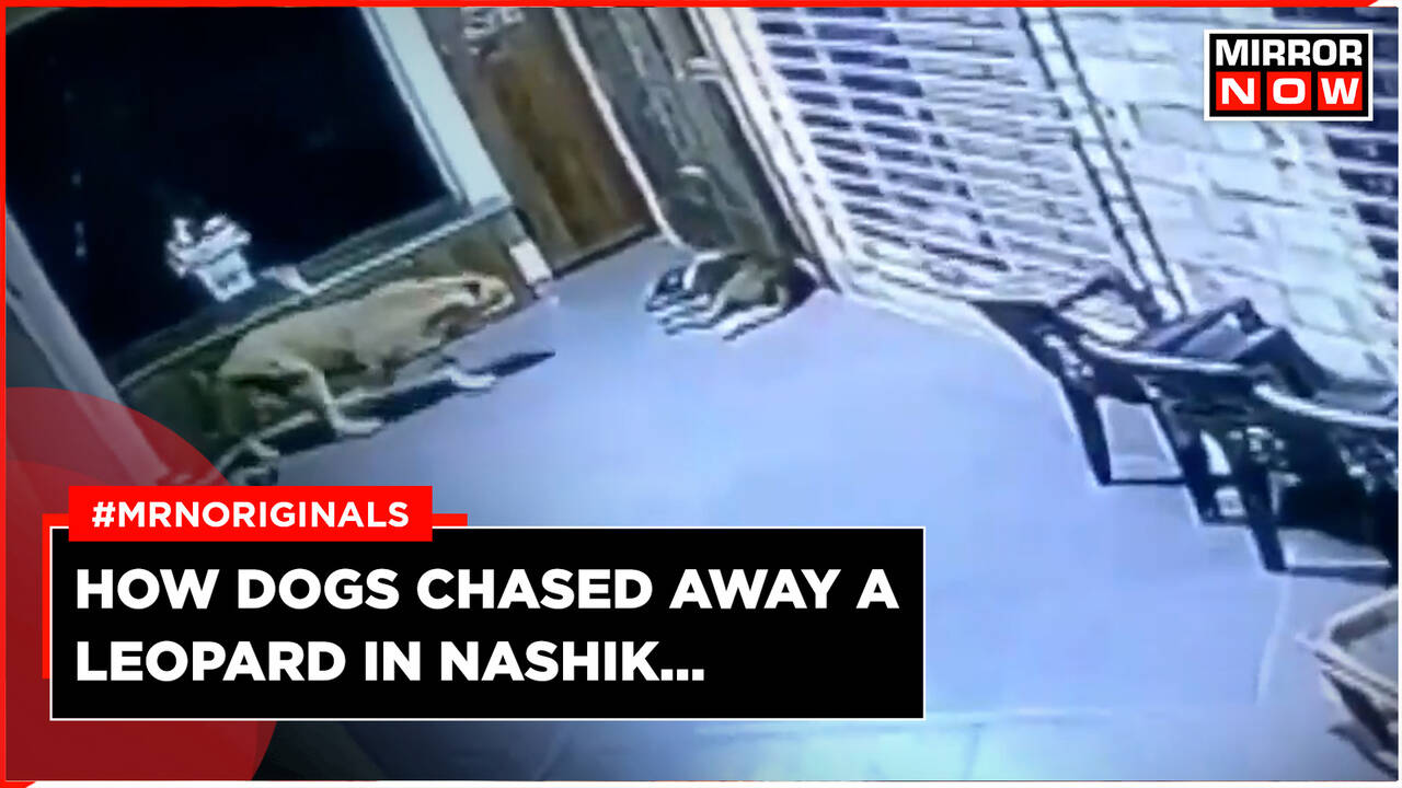 Leopard Enters A Residence in Maharashtra's Nashik, Dogs Jump Into ...