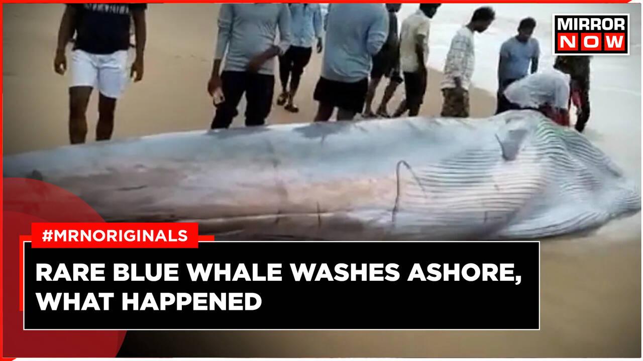 Rare Blue Whale Washes Ashore, What Happened | Times Now