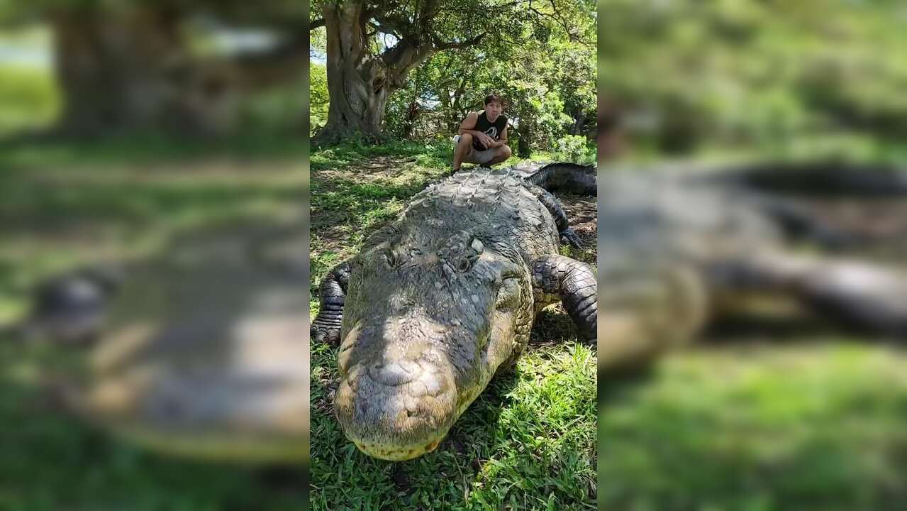 Man Rides Massive 120-Year-Old Nile Crocodile. Watch | Times Now