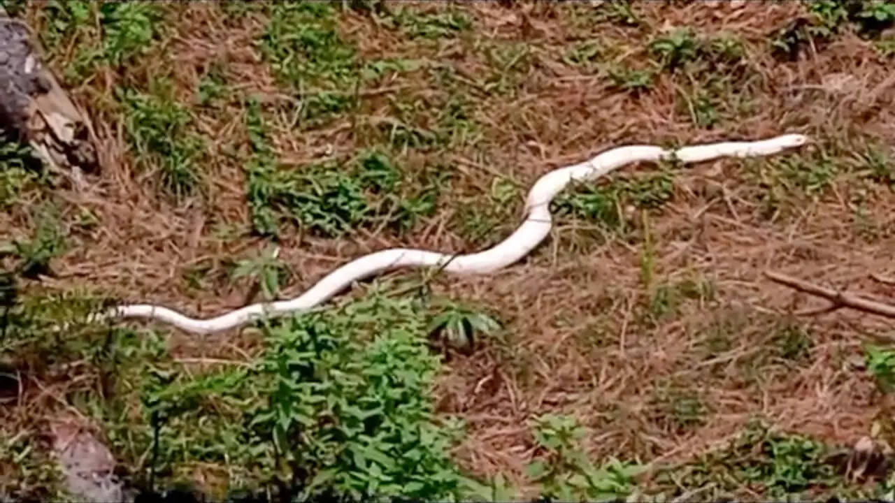 'Albino' A Rare White Snake Was Seen in Chamba, Himachal Pradesh ...