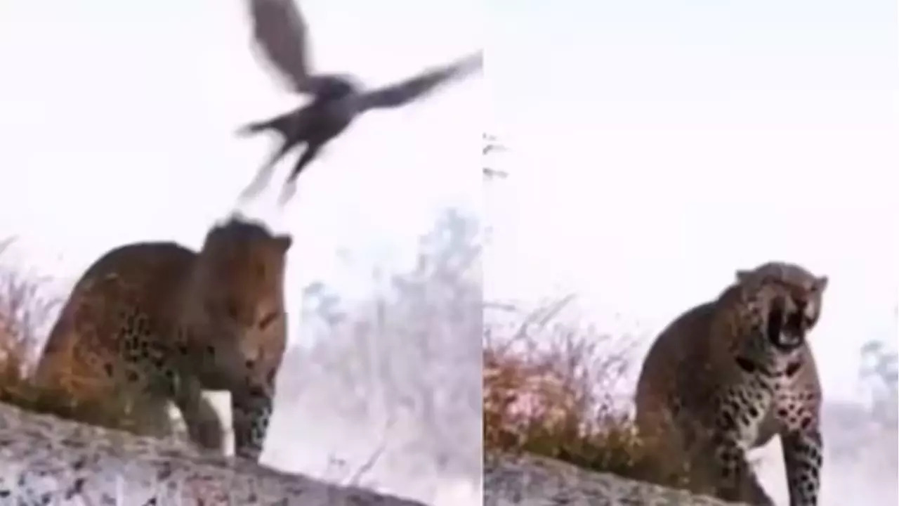 Eagle Gives a ‘Tapli’ To Leopard Then Flies Away. Viral Video Will Make ...