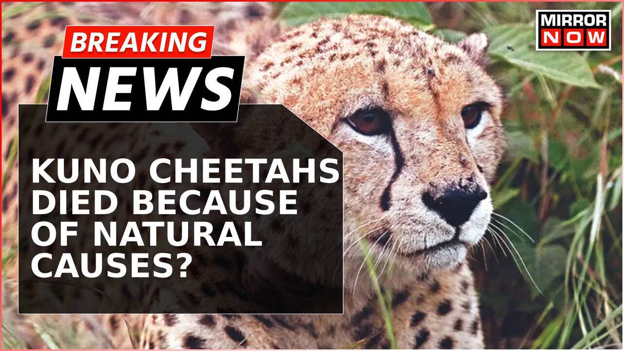 Breaking News| NTCA To Supreme Court: Kuno Cheetahs Death Due To ...